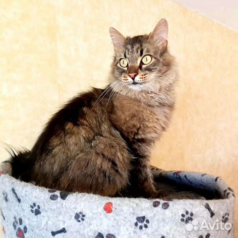 Харизматичный котик ищет дом