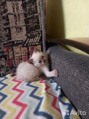 Отдам бесплатно Забавного котика