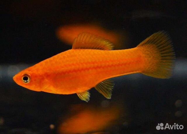 Аквариумные рыбки меченосцы 5 самок и самец