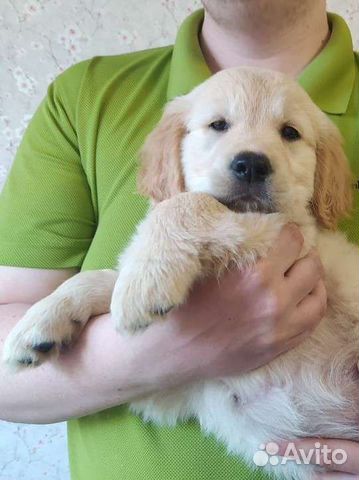 Шикарный кобель золотистого ретривера