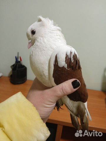 Отдадим голубя бесплатно