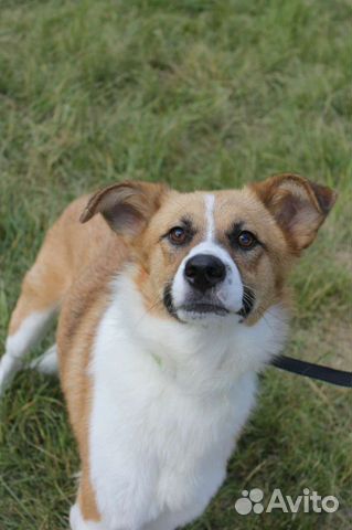 Собака Веснушка в добрые руки