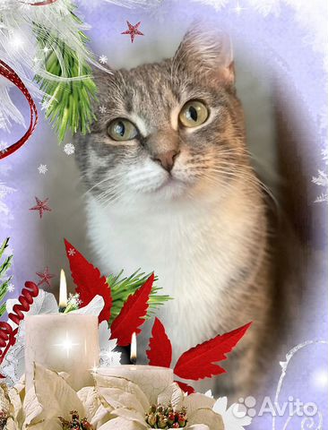 Трогательная серо белая нежная Мышка ищет дом