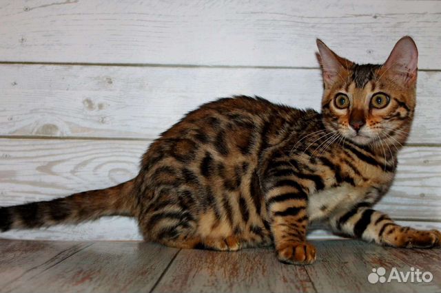 Бенгальские детки