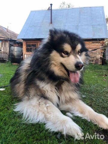 Аляскинский маламут