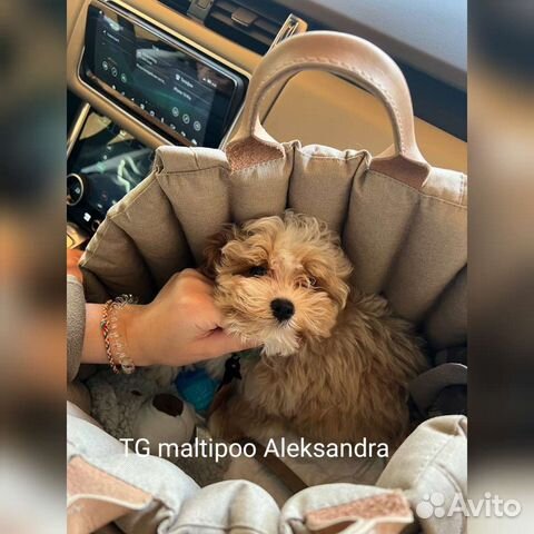 Maltipoo f1 premium малыши с любовью