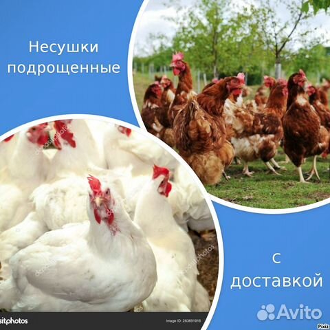 Курочки фермерские