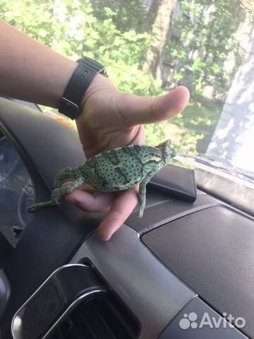 Хамелеона еменский