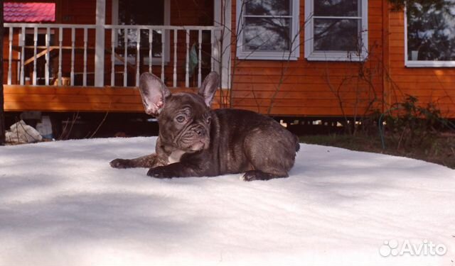 Шоколадно-тигровая девочка