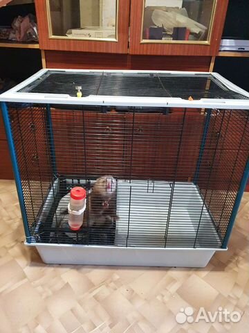 Хорек с клеткой