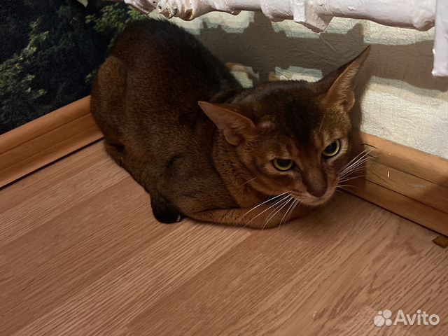 Абиссинский котенок