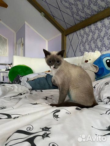 Голубоглазая тайская кошка в дар