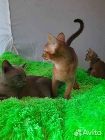 Абиссинские котята