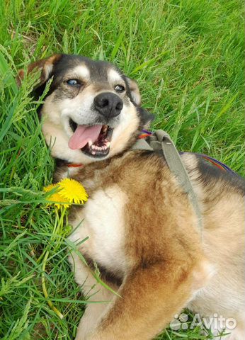 Собака была никому не нужна, 10 лет взаперти
