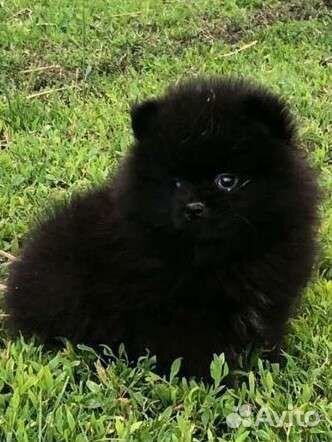 Шпиц,мини девочка