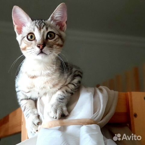 Котёнок Альбертик для любящей семьи