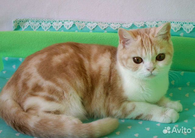 Шотландские котята. Девочка с прямыми ушками
