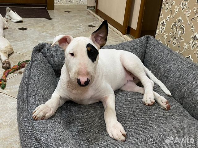 Щенок бультерьера