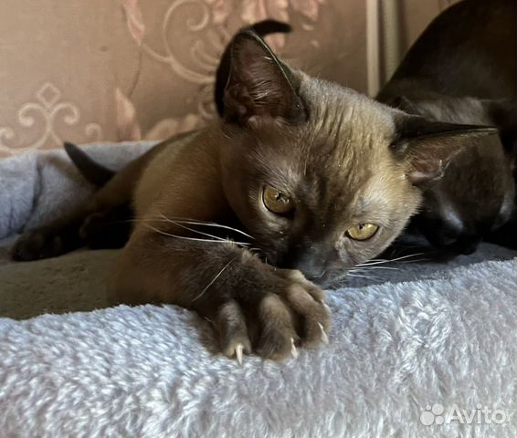 Девочка бурма