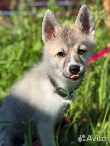 Мальчик помски ищет семью