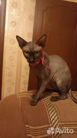 Канадский сфинкс, Вязка, мальчик