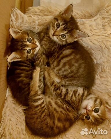 Полосатые котята
