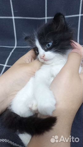 Чёрно-белый котёнок в дар бесплатно