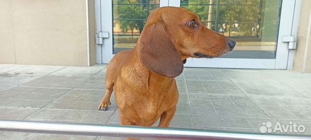 Собака потеряшка