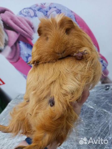 Морские свинки перуанская