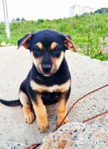 Щенки у дороги в добрые руки бесплатно в дар