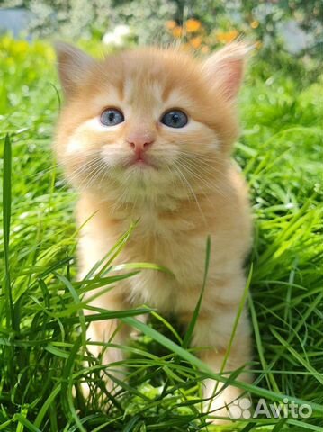 Кошки в добрые руки