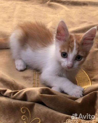 Для тех кто ищет ласкового и весёлого котенка