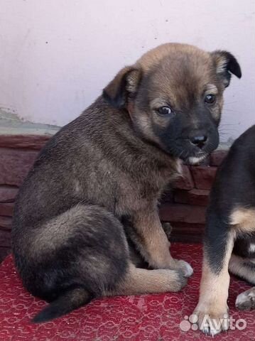 Щенки ручные малыши