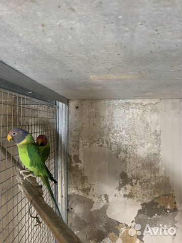 Ожереловые сливоголовые