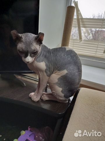 Эльфы в добрые и заботливые руки