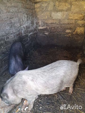 Продам вьетнамских свиней