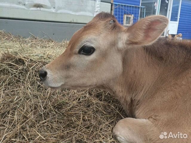 Бычки на племя