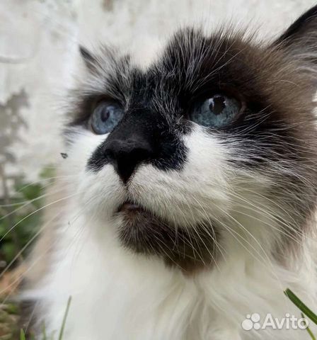 Спокойный котик в добрые руки