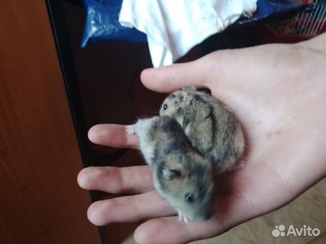 Джунгарский хомяк