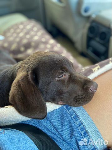 Щенок лабрадора 3 месяца