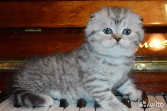 Вислоухие котята вискас окрас