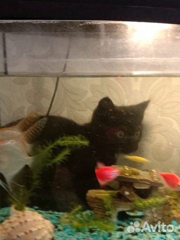 Котенок Мамзельв добрые руки дар бесплатно