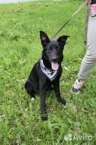 Берта ищет хозяина