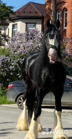 Продаю Лошадь