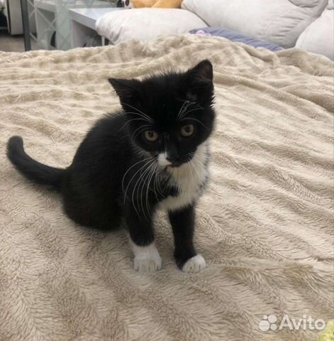 Кото-ребенок девочка