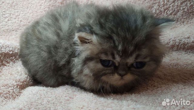 Чистокровный перс