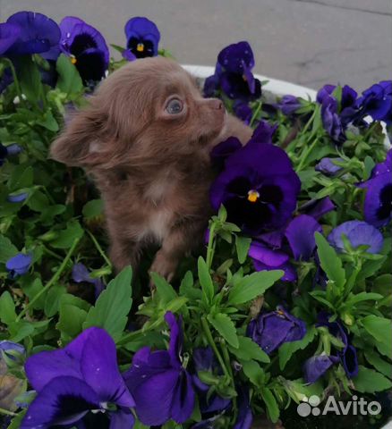 Супер mini чихуахуа