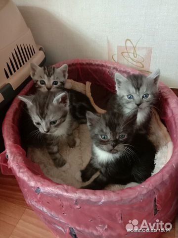 Британские котята