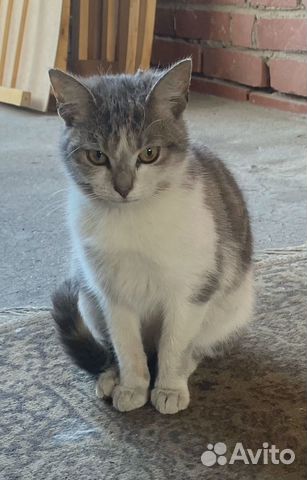 Кошка и кот подростки ищут дом или передержку