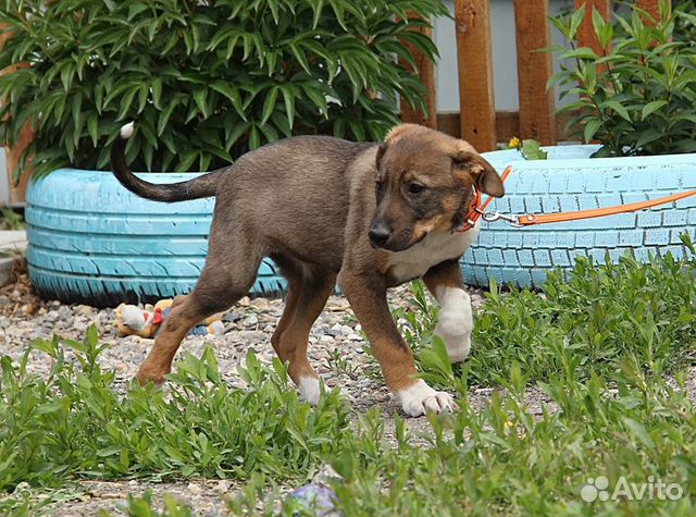 Ждут своих любящих хозяев славные, умные щенки